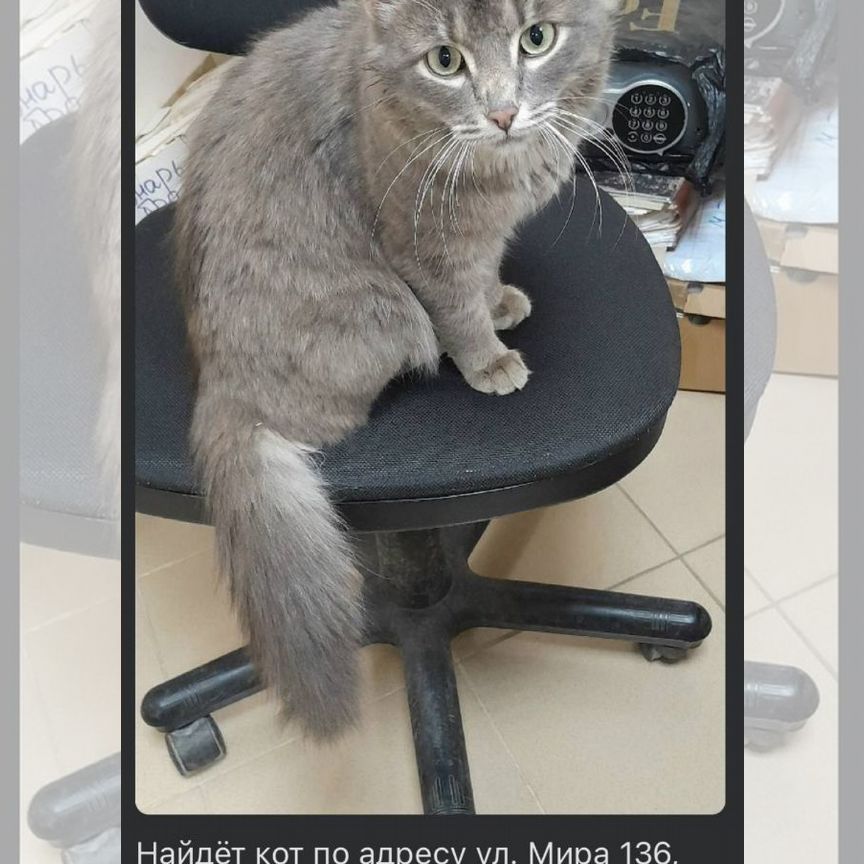 Кот