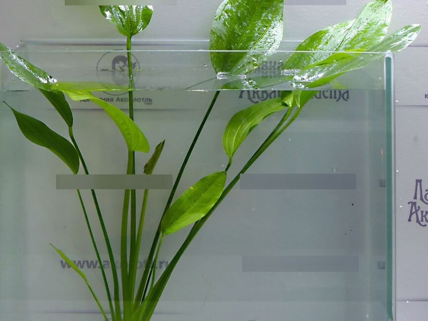 Эхинодорус Аргентинский, с грузом