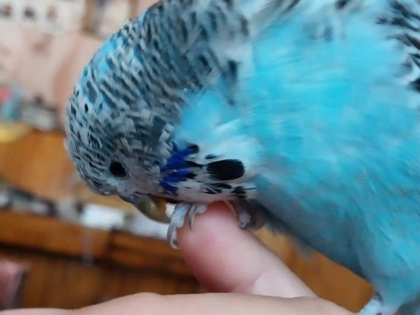 Попугай получех