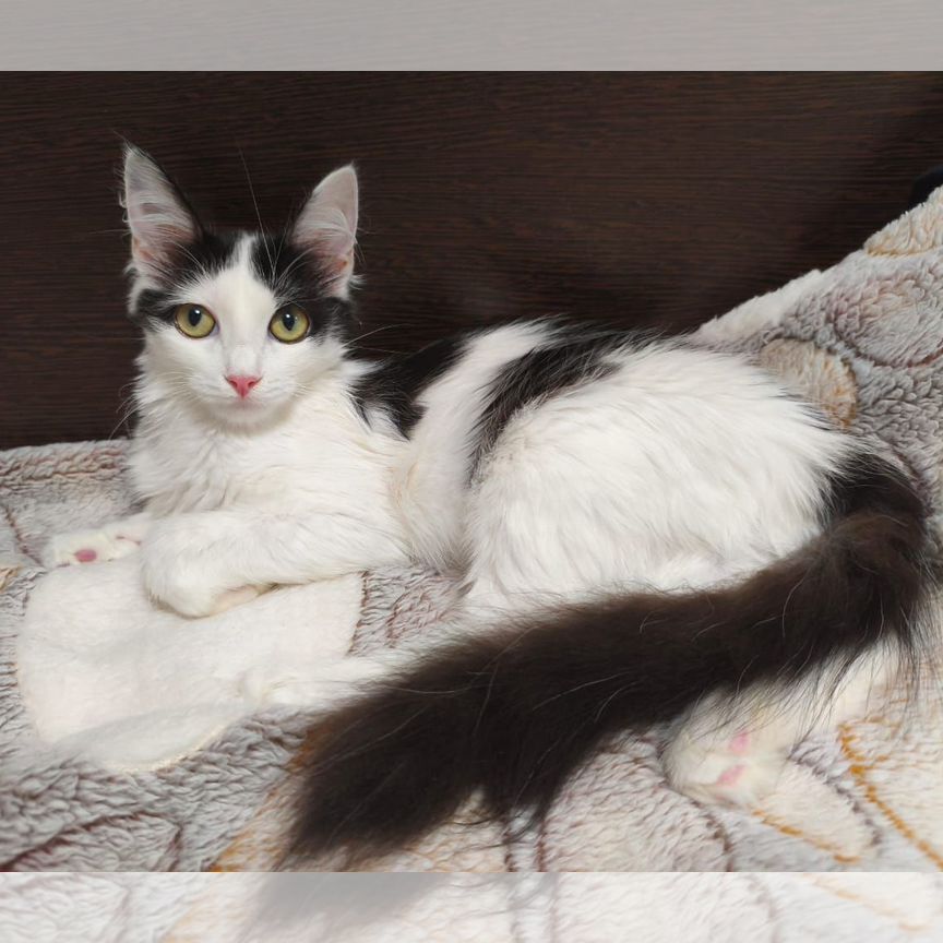 Котёнок в добрые руки