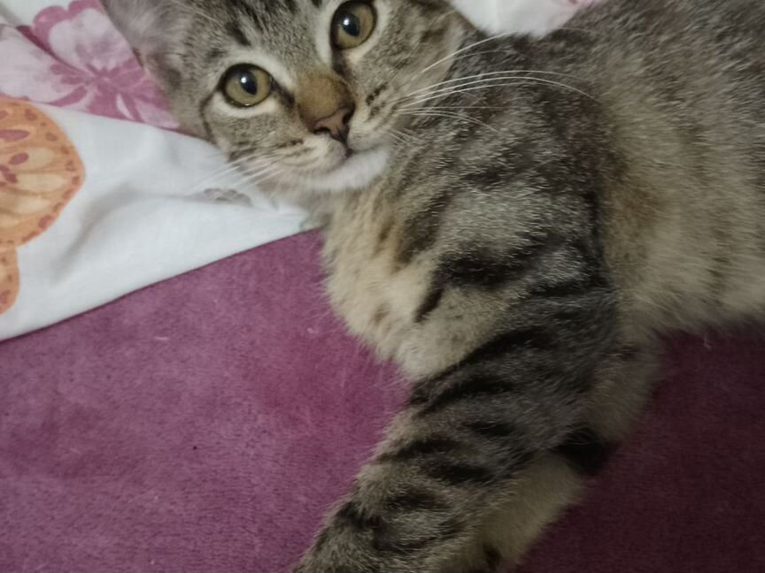 Котята в добрые руки мальчики