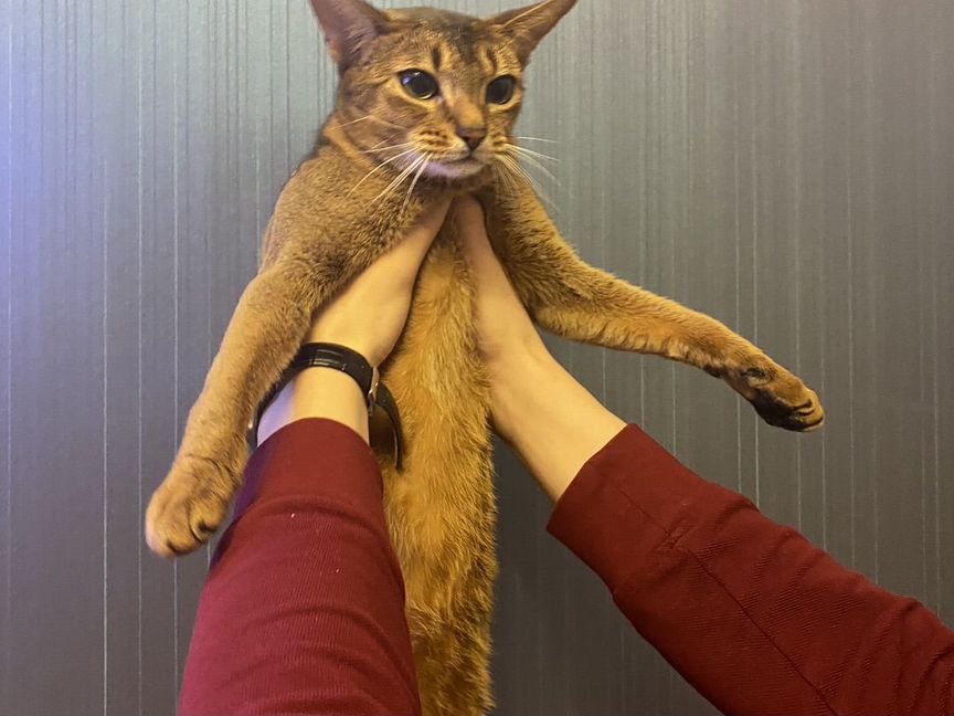 Абиссинская кошка в добрые руки