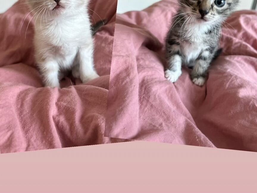 Котята 1,5 месяца бесплатно