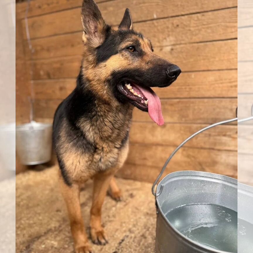 Немецкая овчарка, взрослый пёс