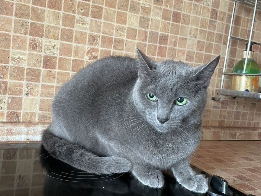 Отдам кошку руская голубая,в добрые руки