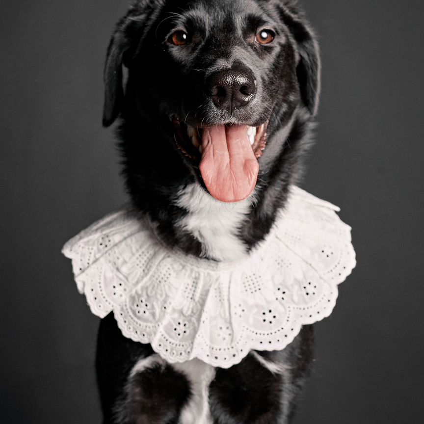 Щенок в квартиру