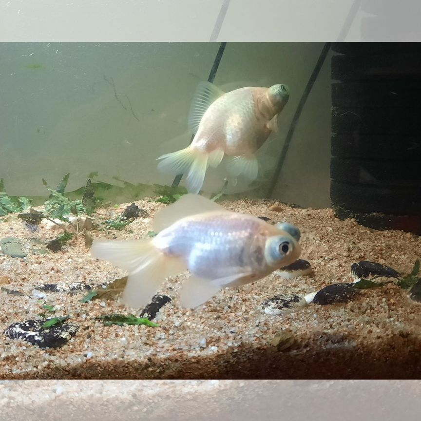 Золотая рыбка вуалехвост