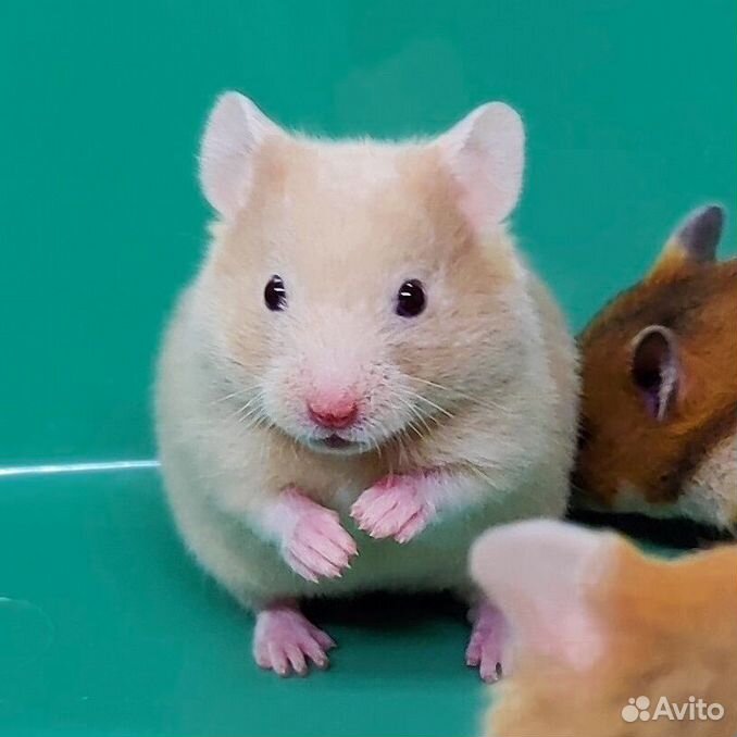 Сирийские Хомяки Плюшевые Медвежата от Заводчика