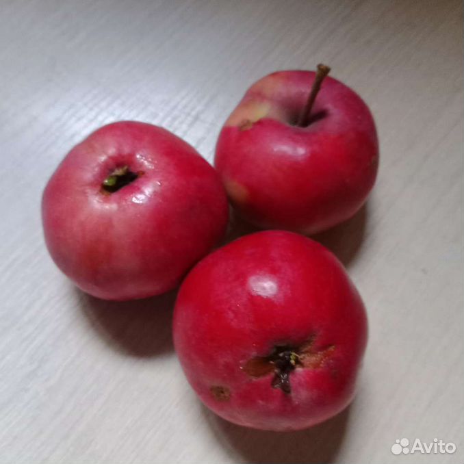Продам яблоки