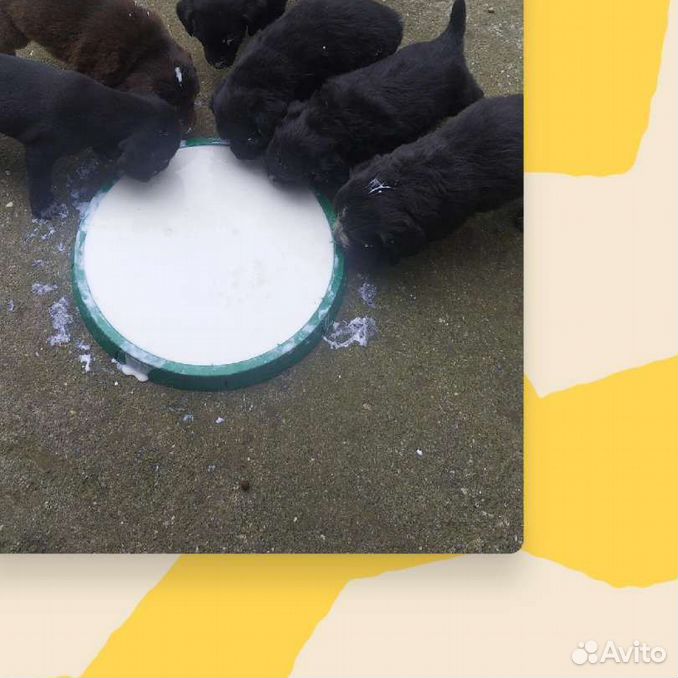 Щенки метисы спаниель в добрые руки бесплатно