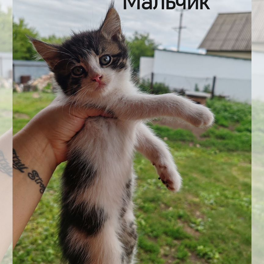 Отдам в добрые руки котят