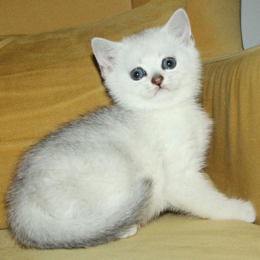 Британская девочка серебристая шиншилла