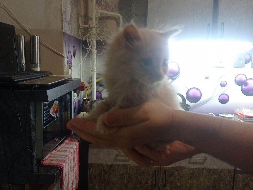 Котята в добрые руки 1 месяц