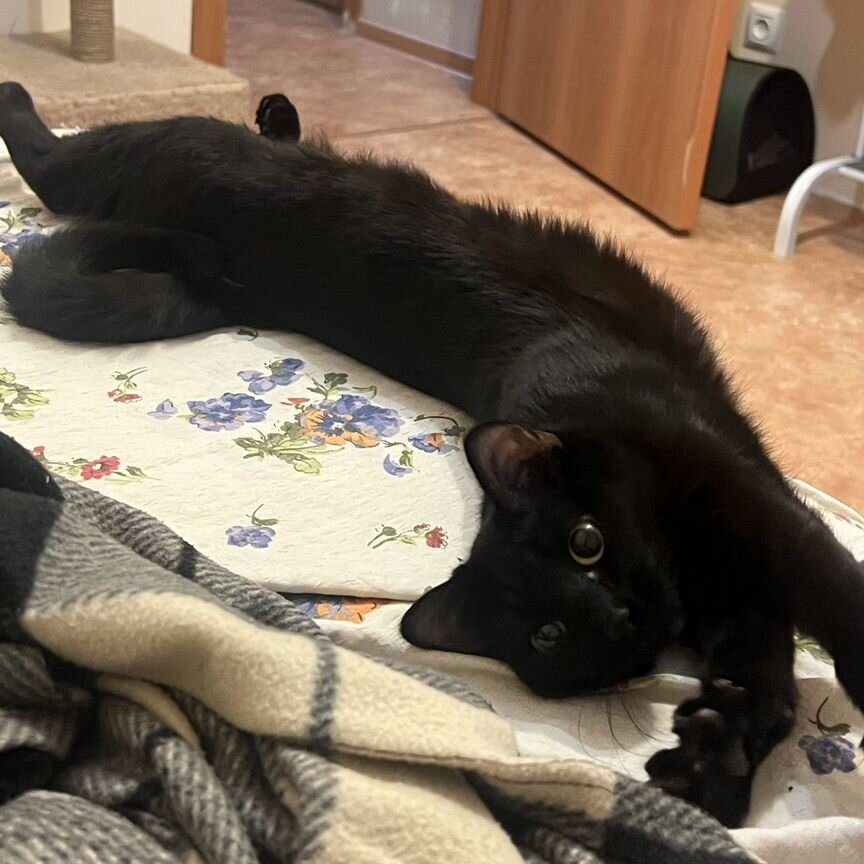 Сибирская, взрослая кошка