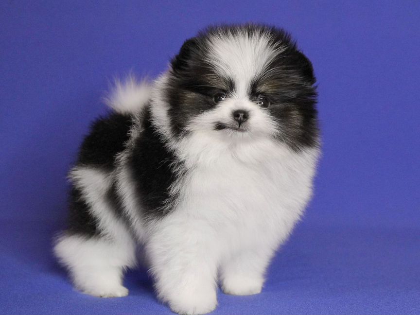 Девочка шпица пати окраса