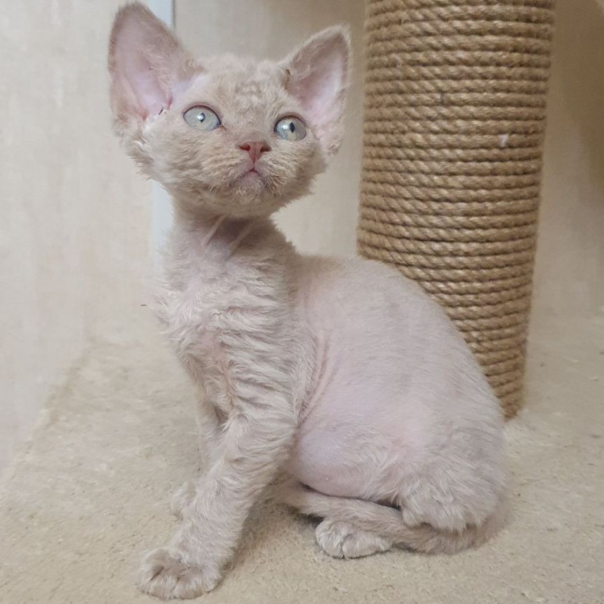 Девон-рекс котёнок