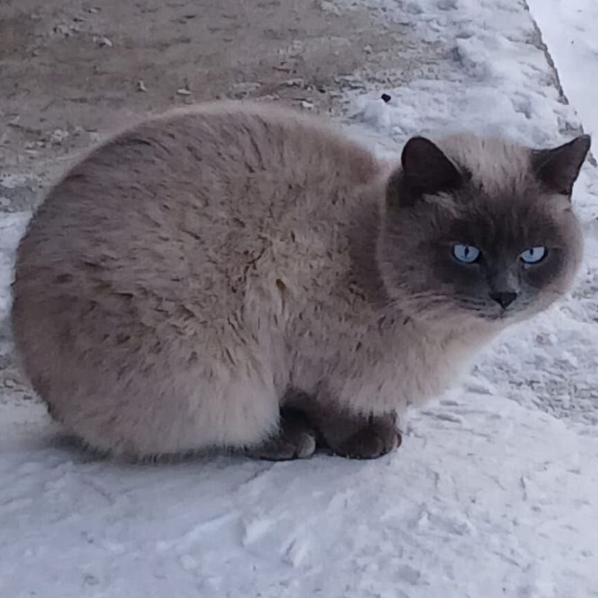 Взрослый кот в добрые руки