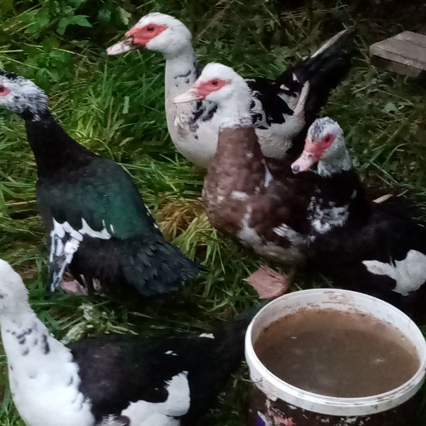 Продам индоуток разных возрастов