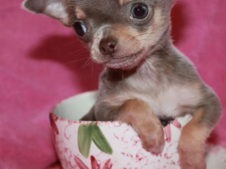 Щенки чихуахуа мини