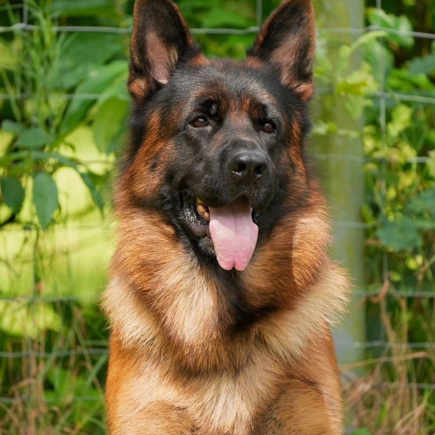 Немецкая овчарка