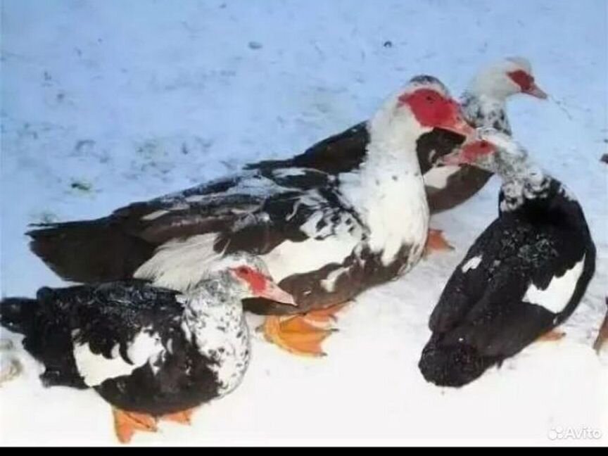 Утки