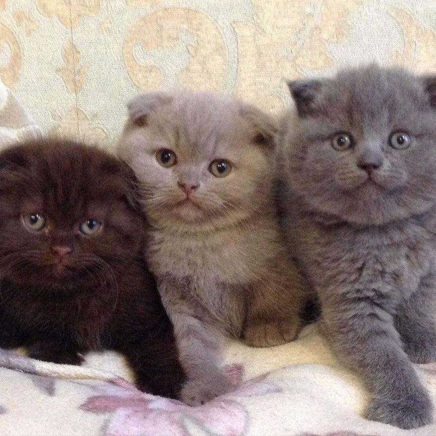 Вислоухие котята шоколадные