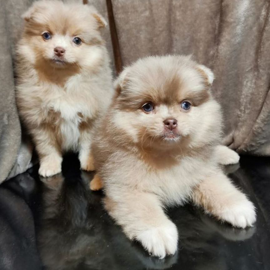 Мраморные детишки