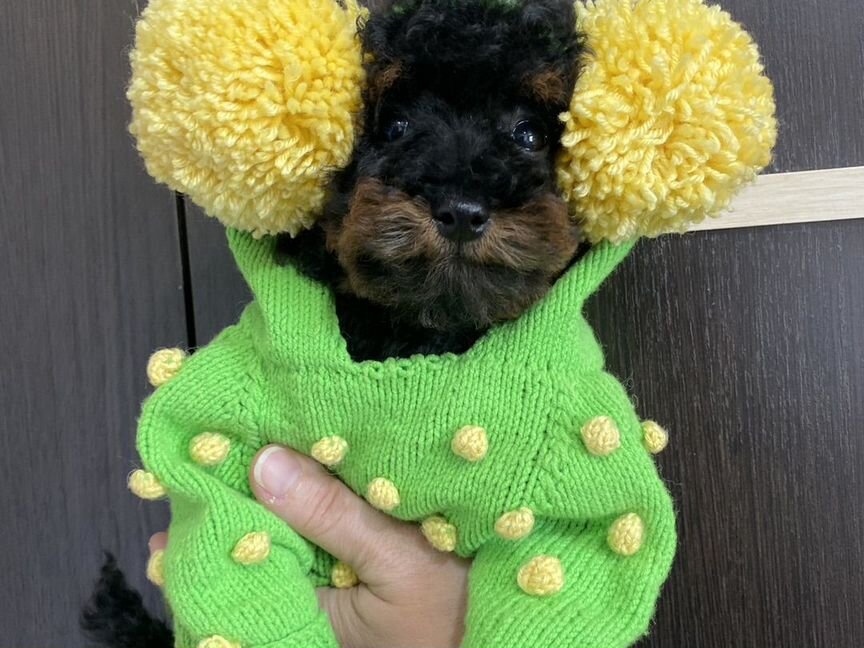 Малыш той пуделек