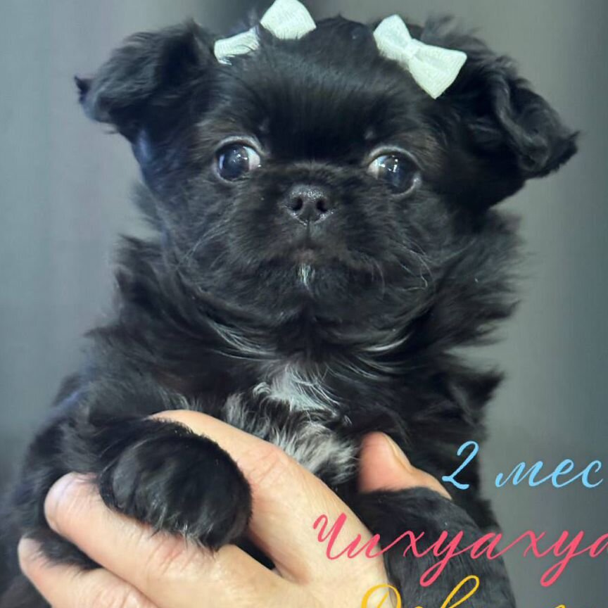 Чихуахуа, щенок