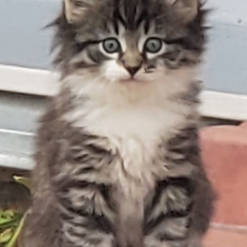 Котята ищут новый дом