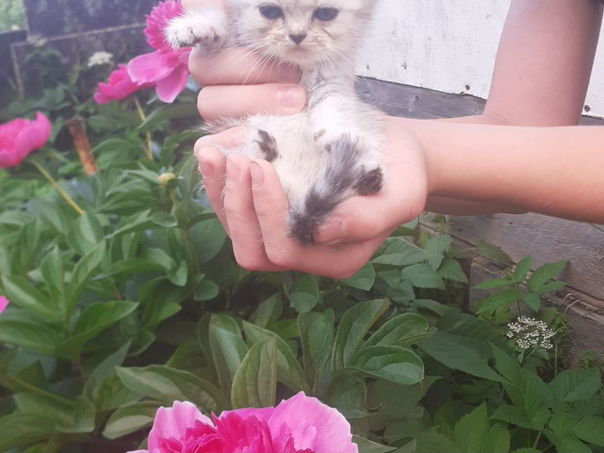 Шотландские вислоухие котята шиншилла