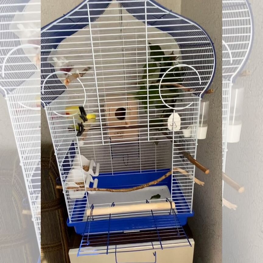 Продам 2 волнистых попугайчика