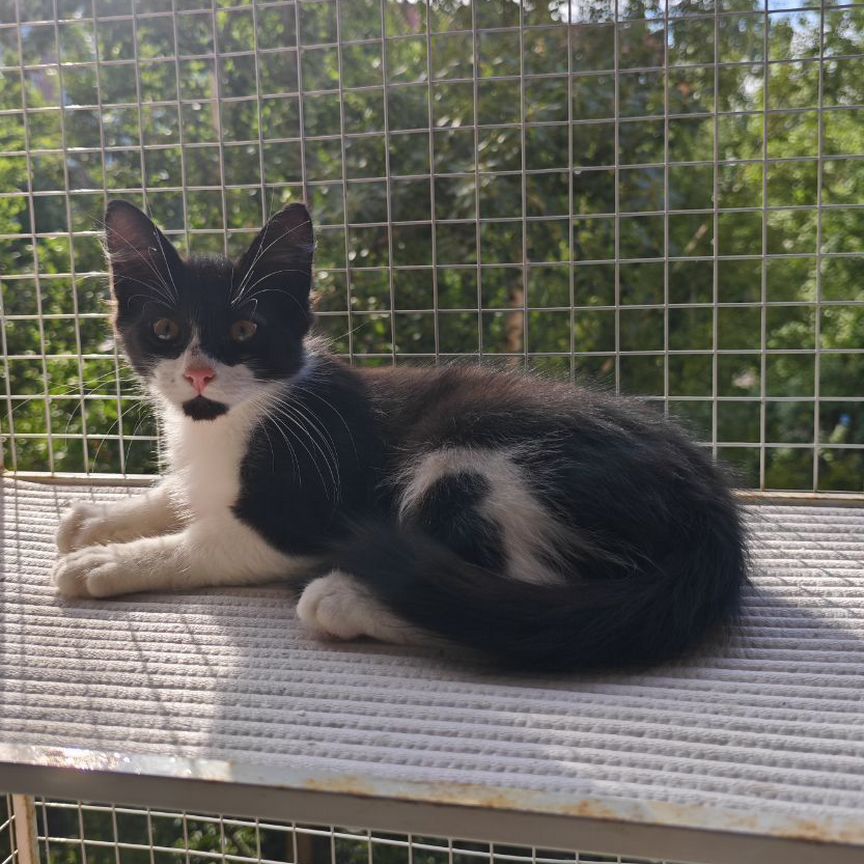 Котенок в добрые руки, бесплатно, 3,5 м