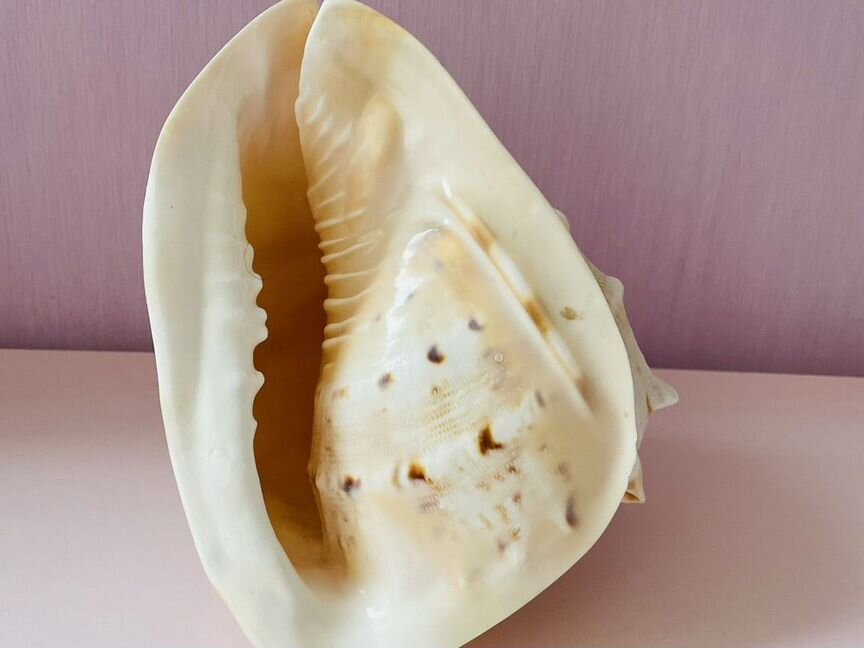 Ракушка морская большая