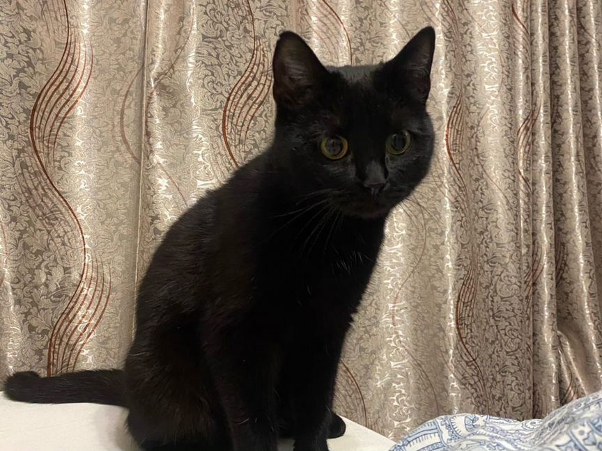 Кошечка в добрые руки