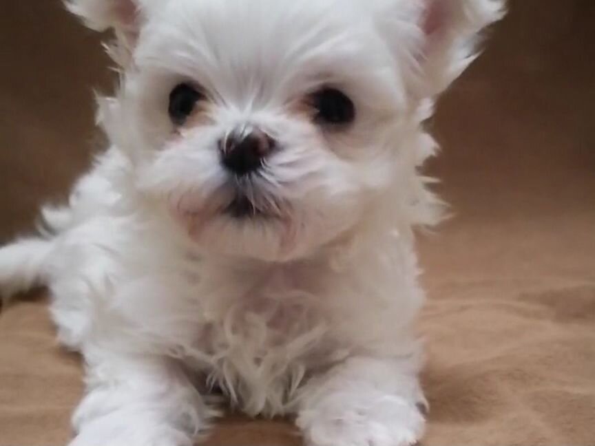 Мальтийская болонка мальчик