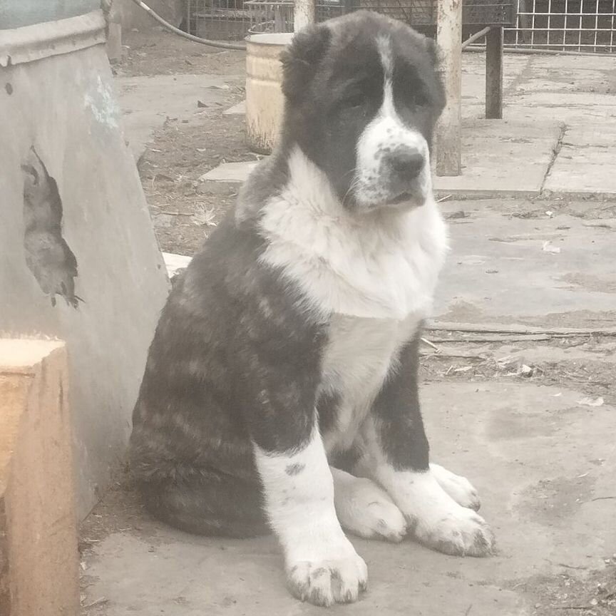 Среднеазиатская овчарка, щенок