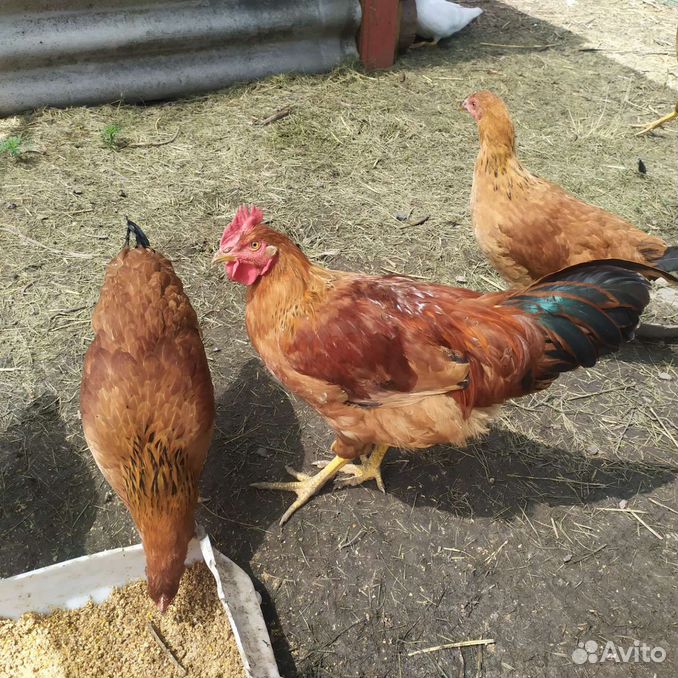 Петухи Кученские юбилейные