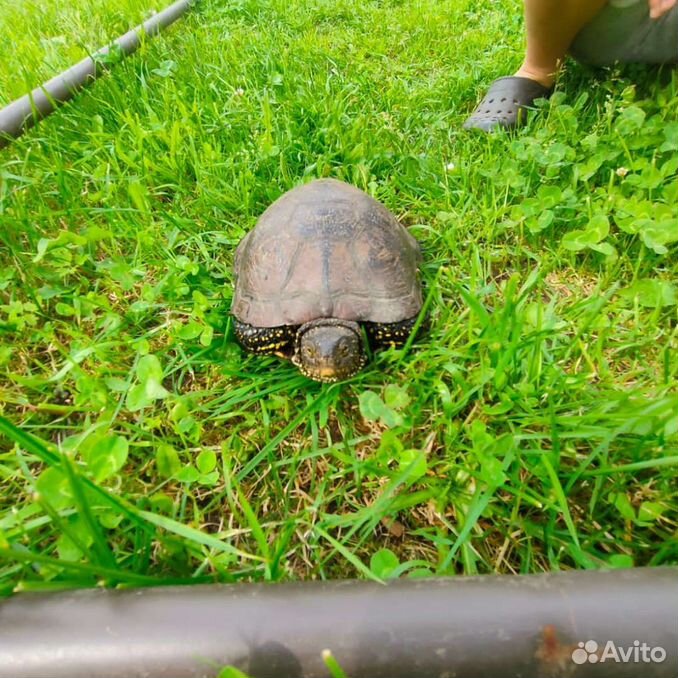 Болотная черепаха