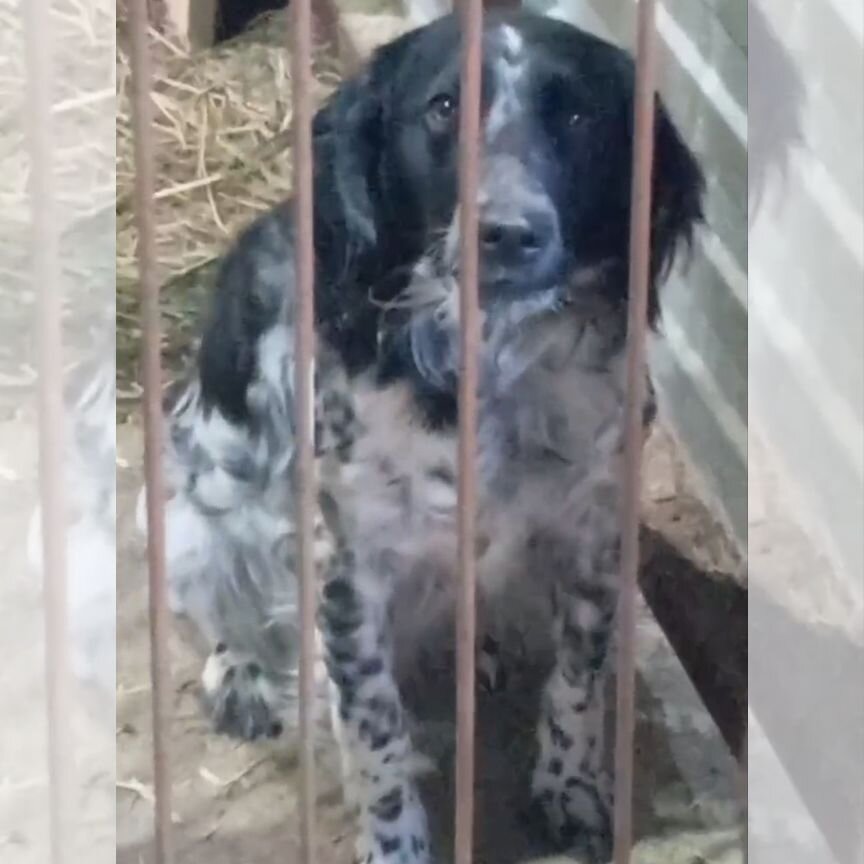 Английский кокер-спаниель, взрослая собака