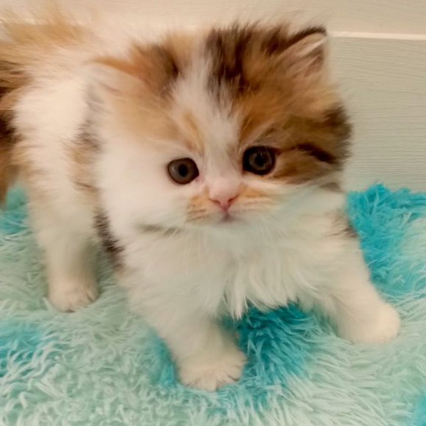 Шотландский вислоухий длинношёрстный котёнок