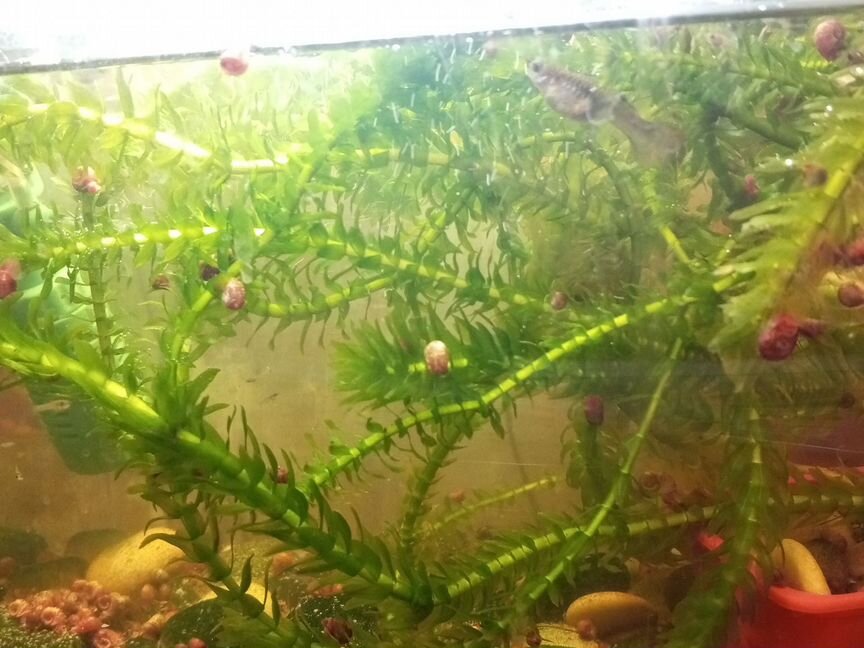 Мальки гупешек