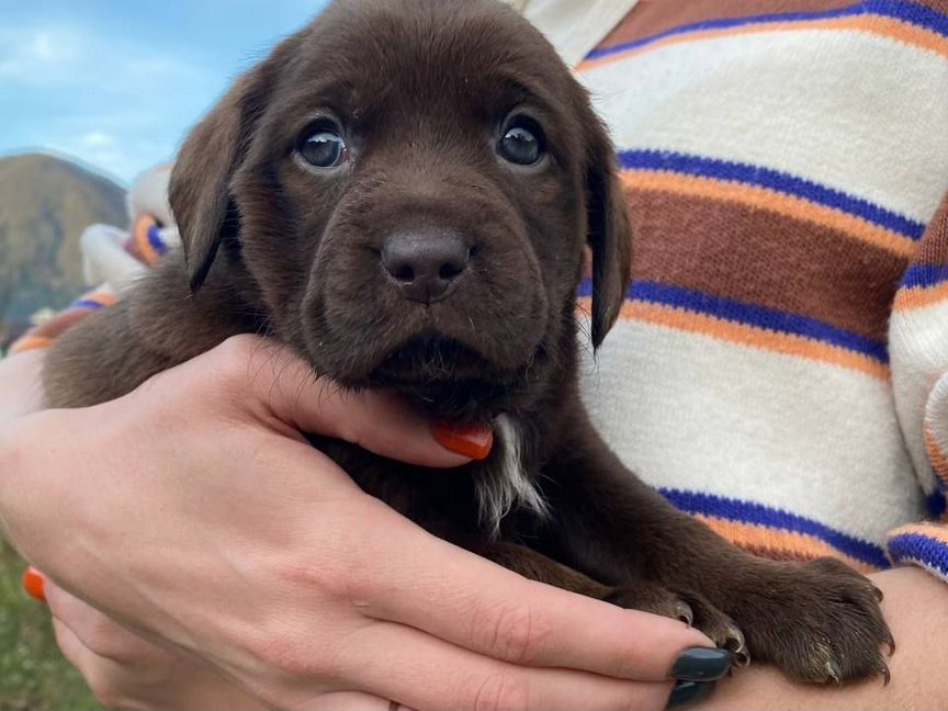 Щенок Дав в добрые руки