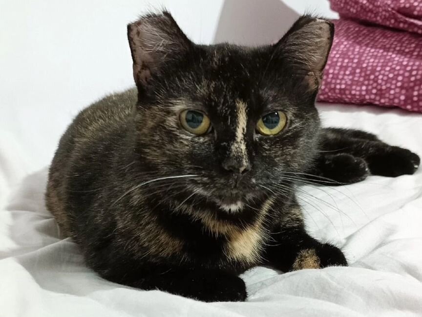 Кошка с некрасиво подрезанными ушами