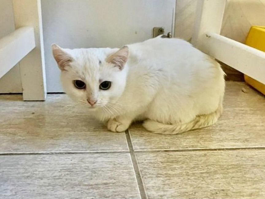 Белый котенок с разными глазами