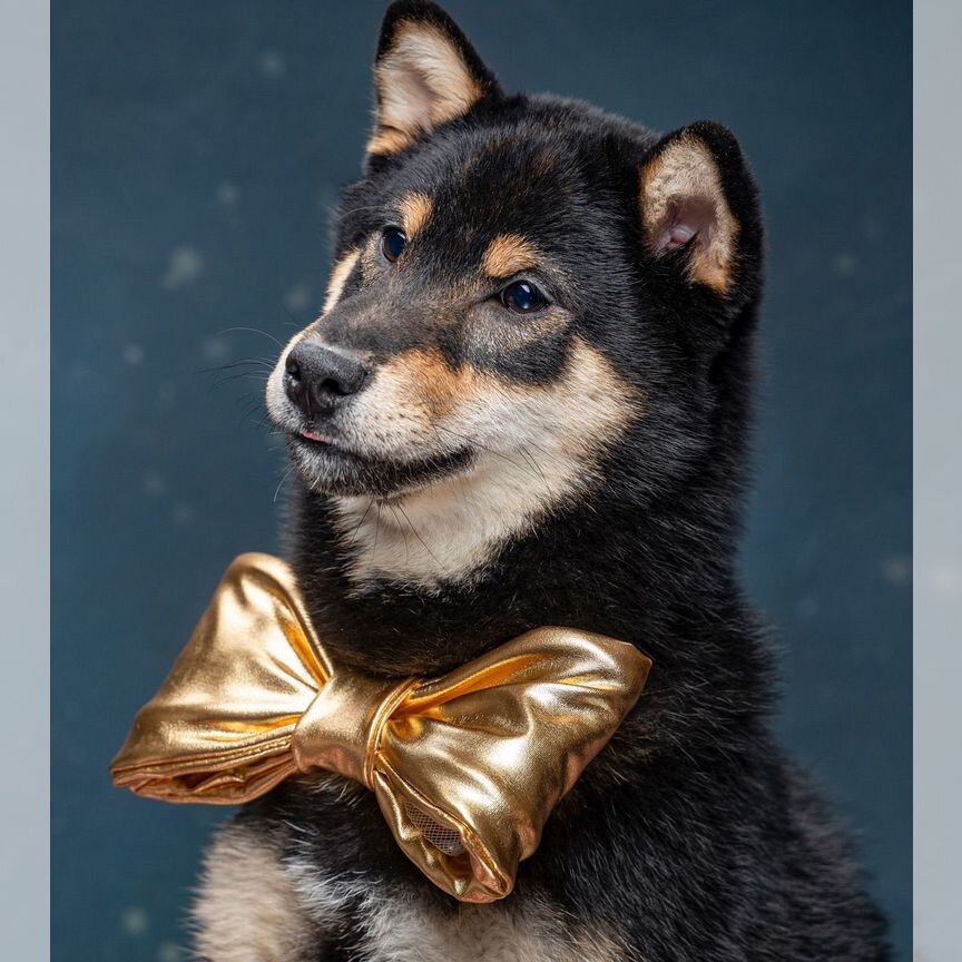 Сиба-ину, щенок