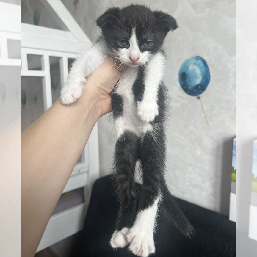 Котята вислоушки в добрые руки бесплатно