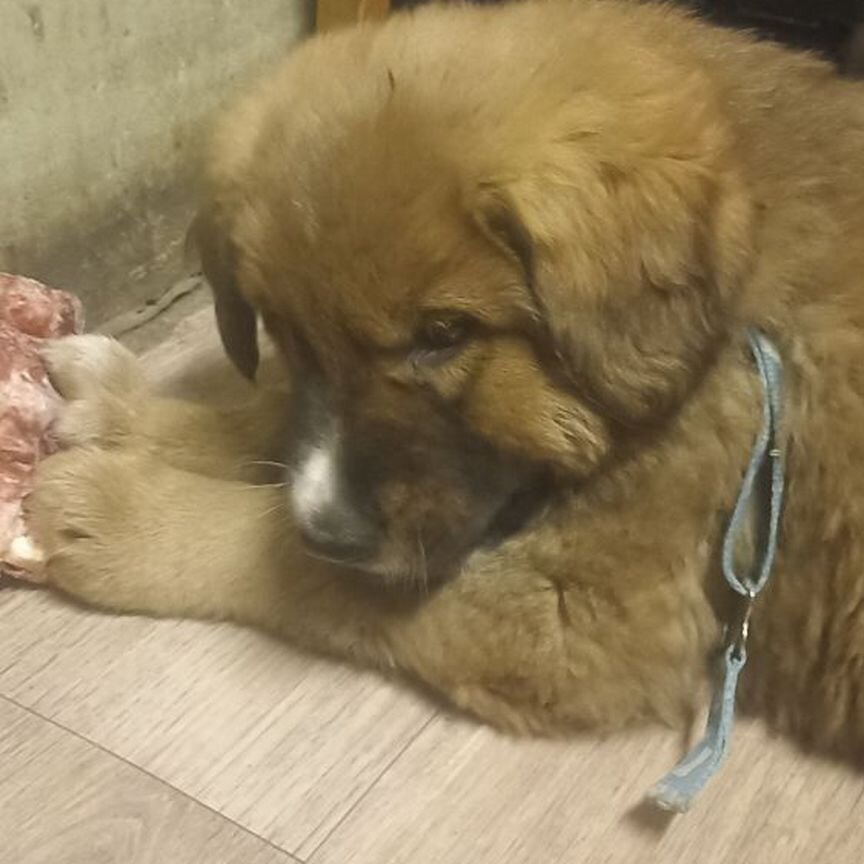 Кавказская овчарка, щенок