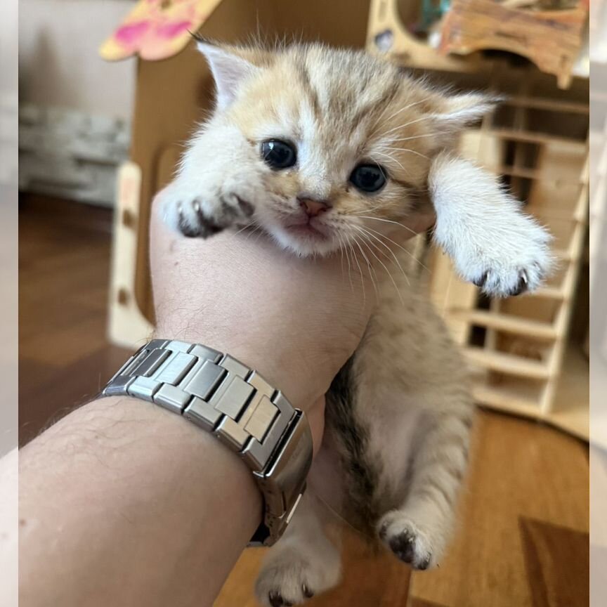 Шотландский прямоухий короткошёрстный котёнок