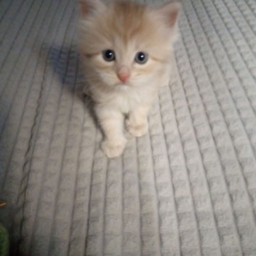 Отдам красивую кошечку в добрые руки